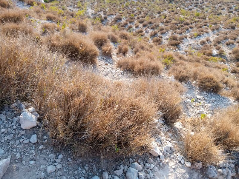 The African weeds stock photo. Image of plateau, landscape - 237527668