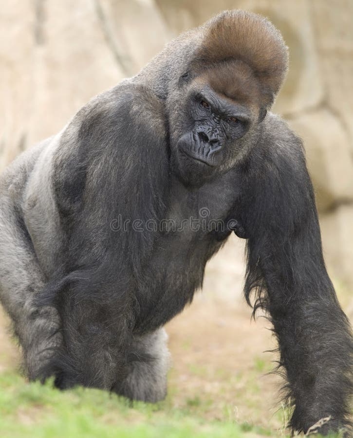 Male Silverback Gorilla stock photo. Image of male, gorilla - 10862608