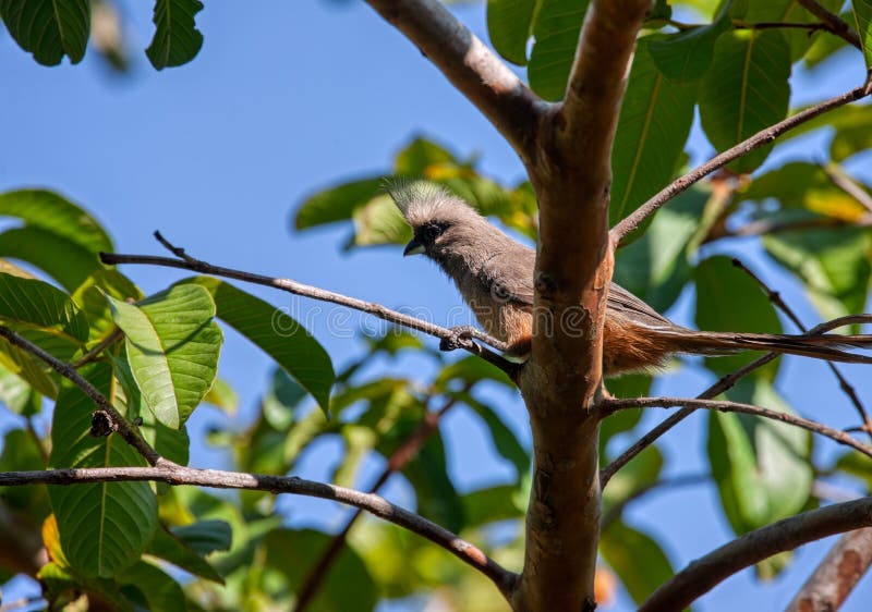 African White-backed Mousebird, Colius, in a Tree with Green Leaves ...