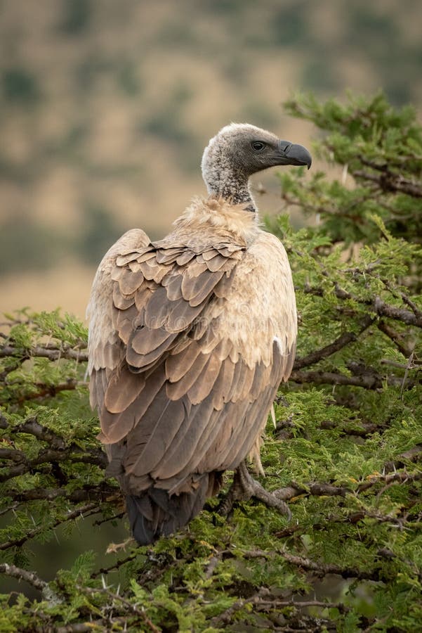 African Vulture in tree stock photo. Image of world, preserve - 10679172