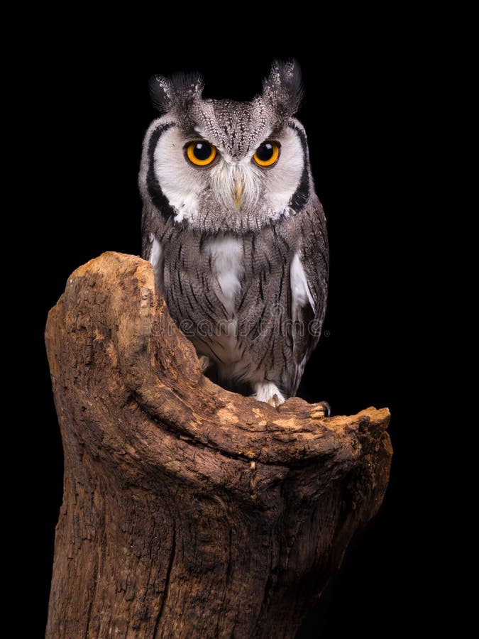 African White Faced Owl on Log Stock Photo - Image of looking, wild ...