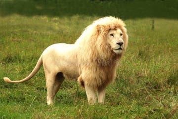 591 Full Body Lion Stock Photos - Free & Royalty-Free Stock Photos from ...
