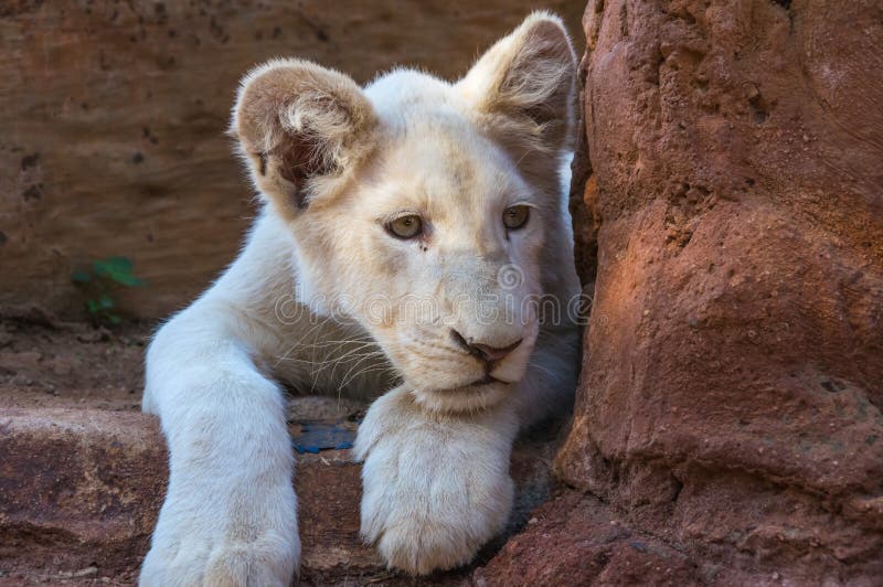 African White Lion Cub stock image. Image of leader, mouth - 72388967