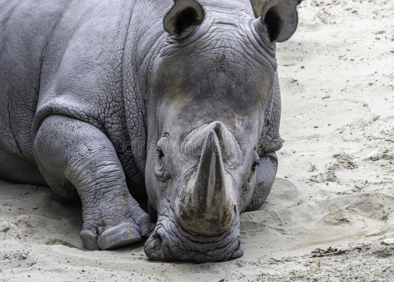 Lovingly Crafted Carousel Ride with Intricate Detail of Wildlife ...
