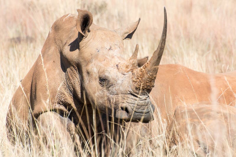 Rhino in winter stock image. Image of rare, garden, mammals - 12246881