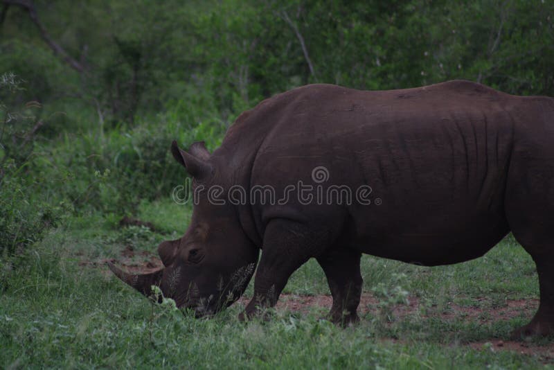 Rhino Bull Side view stock image. Image of large, outdoors - 96162917