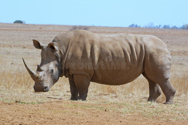 African White Rhino Side Profile Stock Photos - Free & Royalty-Free ...