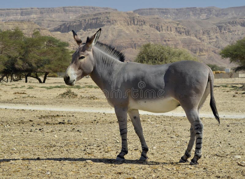 The African Wild (Equus Africanus), Israel Stock Photo - Image of ...