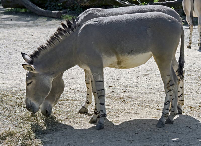 African Donkey