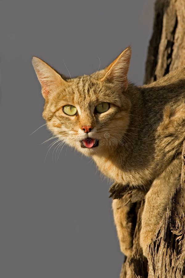 African wild cat stock image. Image of natural, safari - 8374161