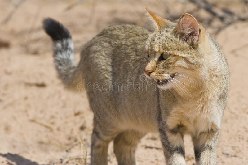 African wild cat stock image. Image of natural, safari - 8374161