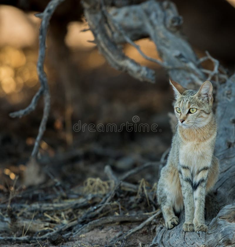 African_wild_cat_in_the_bush Foto de archivo - Imagen de salvaje ...
