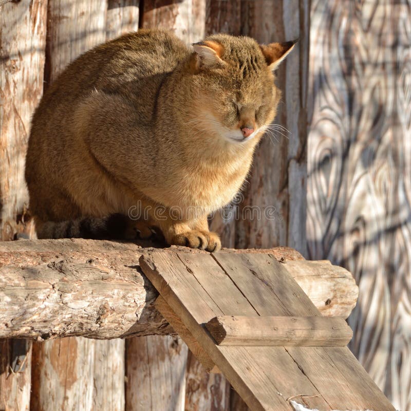 African Wild Cat Felis Lybica Stock Image - Image of portrait, wildlife ...