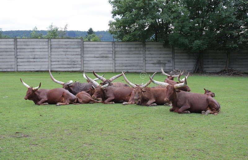African wild cattle stock photo. Image of outdoor, fauna - 49675628