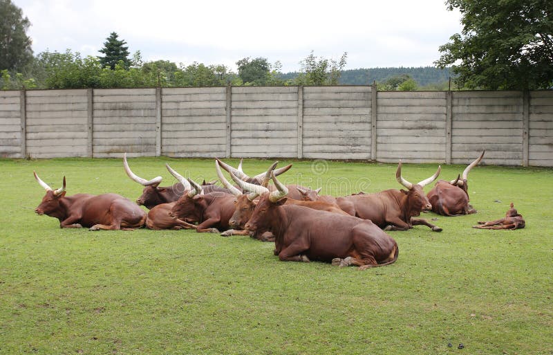 African wild cattle stock photo. Image of bull, safari - 49675714