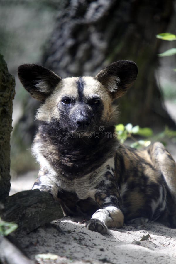 African Wild Dog stock photo. Image of cape, africa, savannah - 22346126