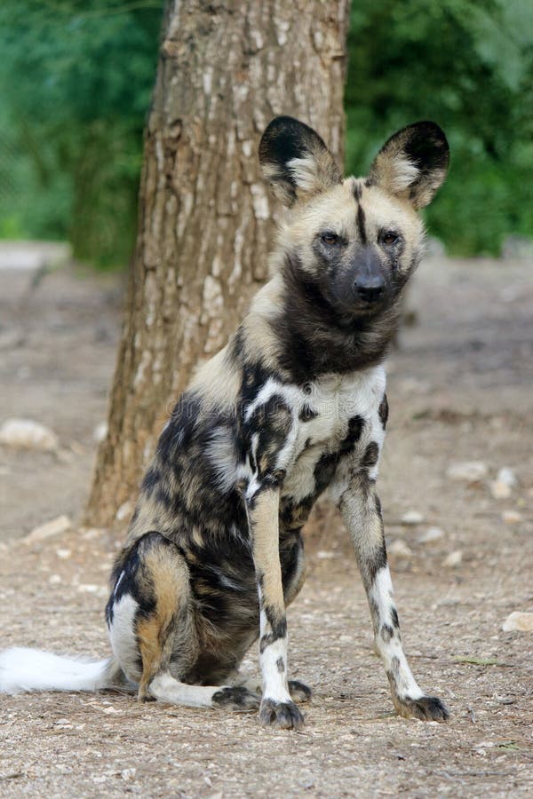 African Wild Dog portrait stock image. Image of pack - 28423687