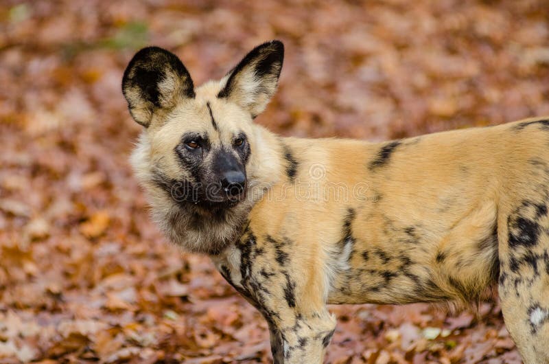 African wild dog stock image. Image of fall, jacurren - 87956421