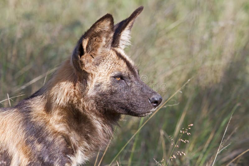 African Wild Dog Alpha Male Stock Photo - Image of hunting, nature ...