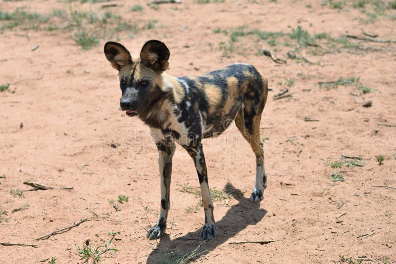African Wild Dog stock image. Image of coat, pictus, canine - 73966567