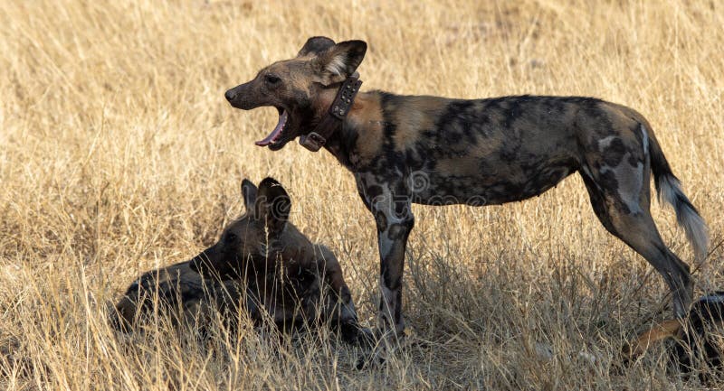 African Wild Dog - Family Group Stock Image - Image of delta, safaris ...