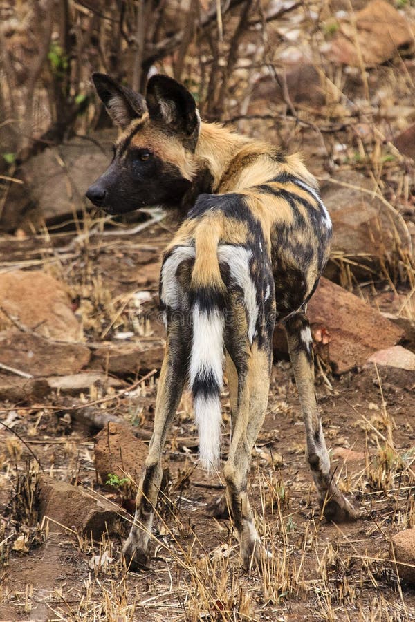 African wild dog stock photo. Image of predator, nature - 50417622