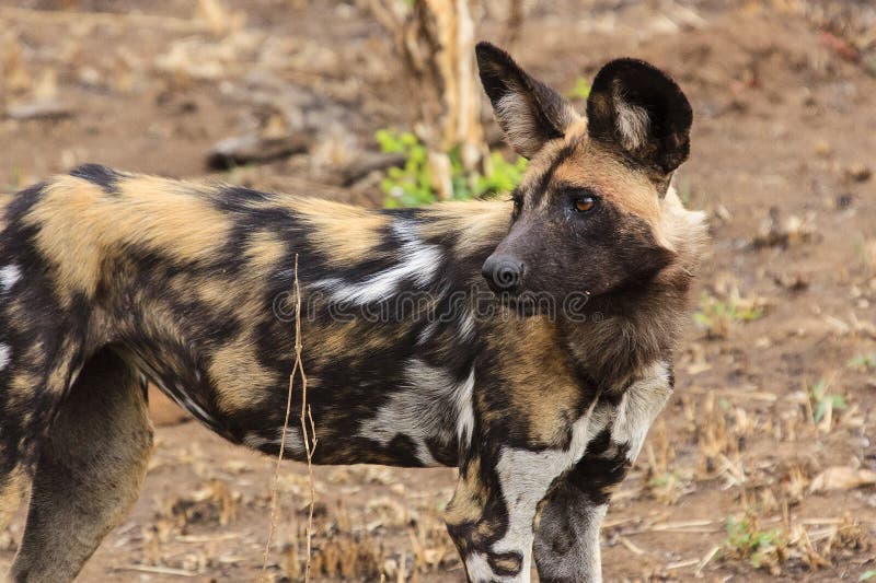 African Wild Dog portrait stock image. Image of pack - 28423687