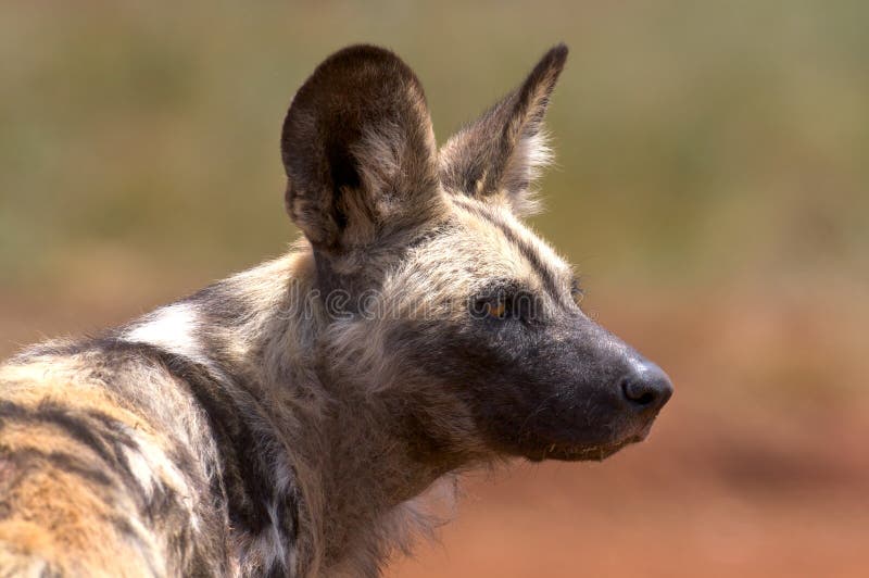African Wild Dog (Hunting Dog) Stock Image - Image of skilled, dogs ...
