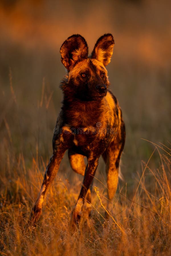 African Wild Dog Jumps Up at Sunrise Stock Image - Image of portrait ...