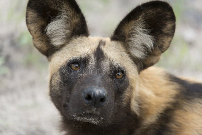 African Wild Dog portrait stock image. Image of pack - 28423687