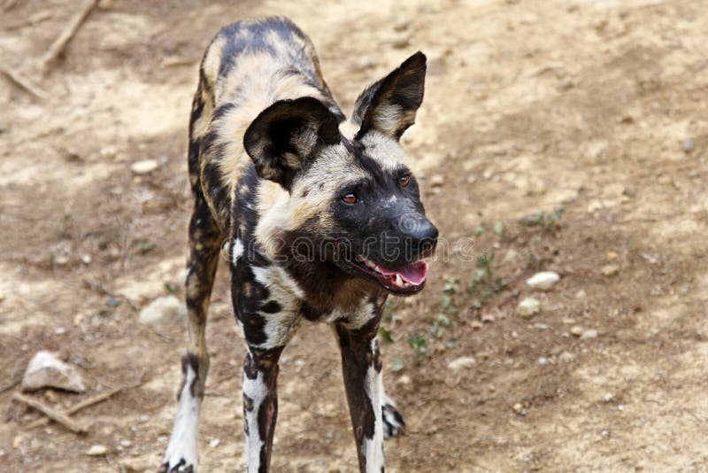 African Wild Dog stock image. Image of africa, wildlife - 48025397