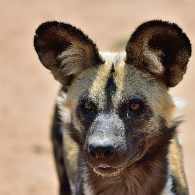 African Wild Dog stock image. Image of black, dangerous - 66560195