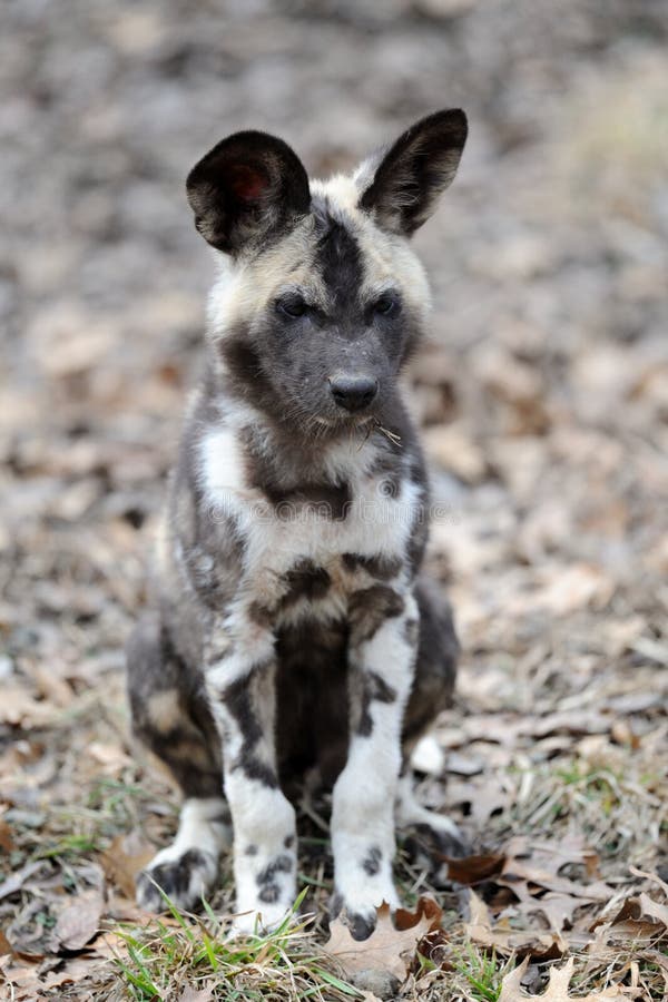 African wild dog pup stock photo. Image of mammal, wild - 18639120
