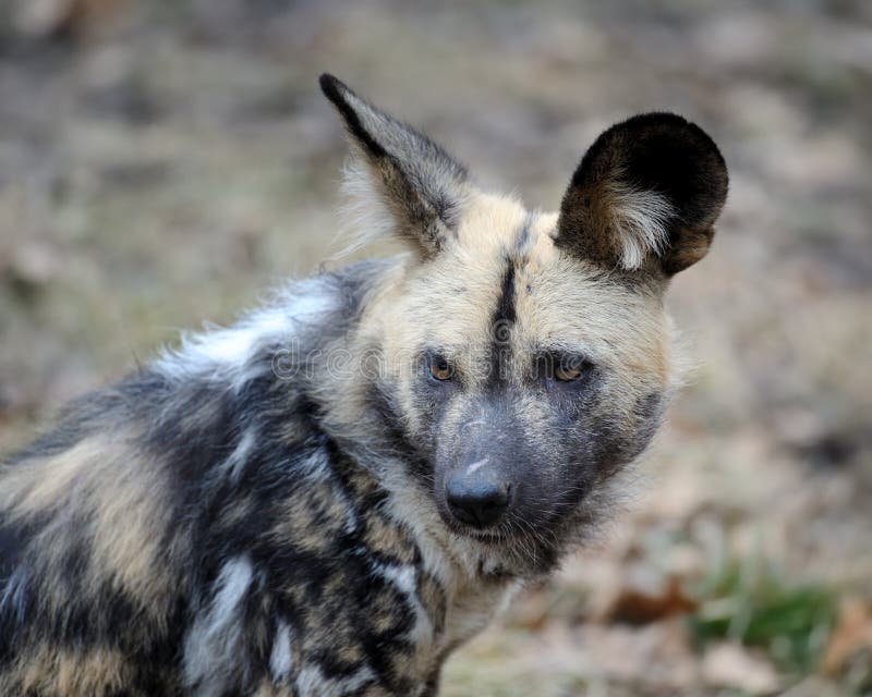 African wild dog pup stock photo. Image of attentive - 18639126