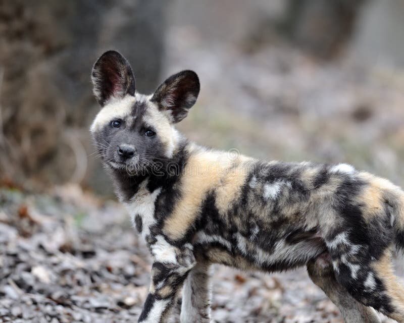 African wild dog pup stock image. Image of listening - 18639141