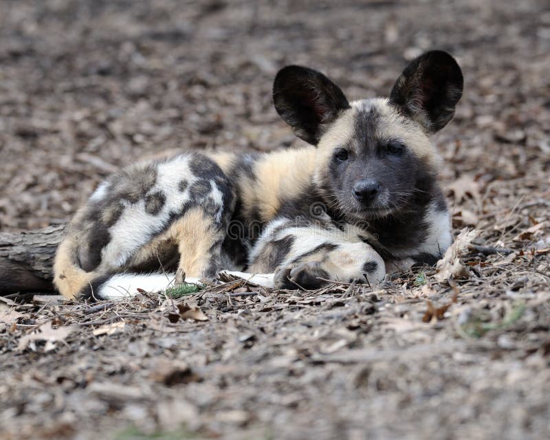African wild dog pup stock photo. Image of dogs, lycaon - 18705806