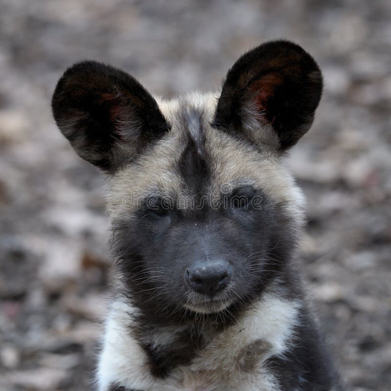 1,919 African Wild Dogs Stock Photos - Free & Royalty-Free Stock Photos ...