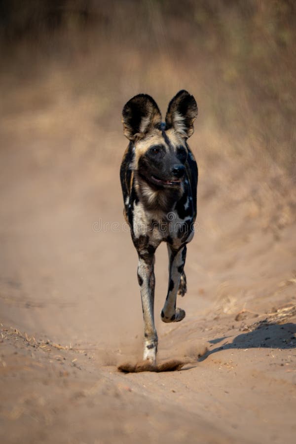 African Wild Dog Running Straight Toward Camera Stock Photo - Image of ...