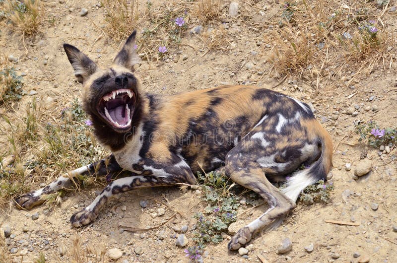 African Wild Dog Showing Its Teeth Stock Image - Image of brown, canid ...
