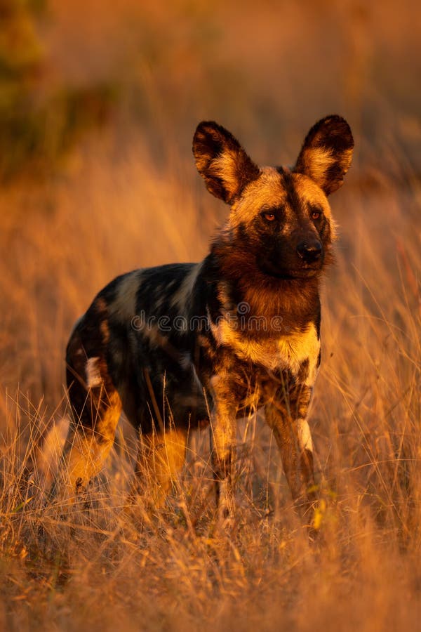 African Wild Dog Stands in Long Grass Stock Image - Image of nature ...
