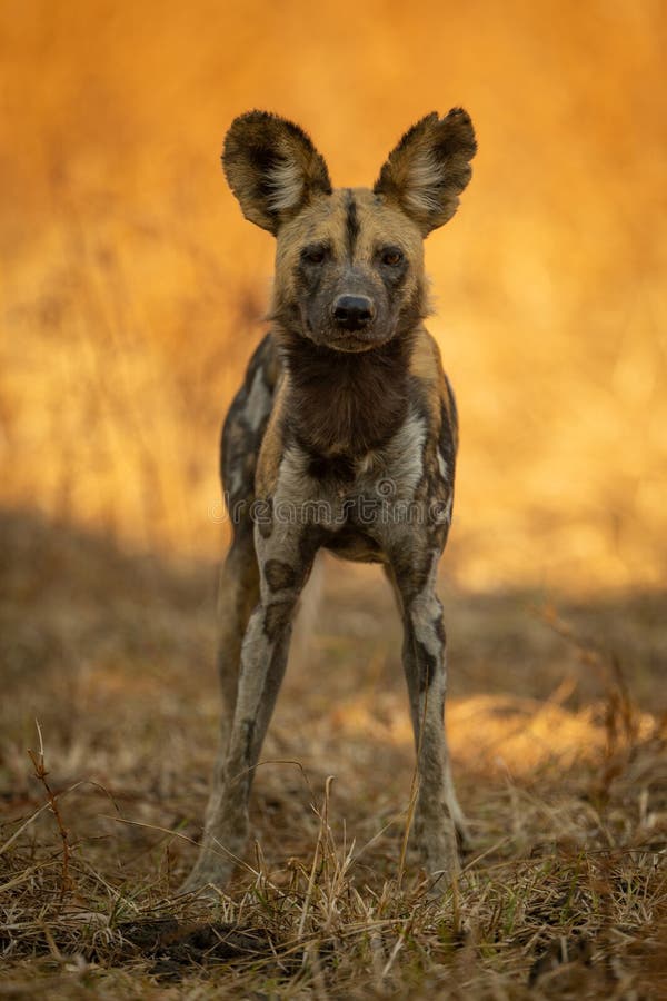 African Wild Dog Stands Staring Toward Camera Stock Photo - Image of ...