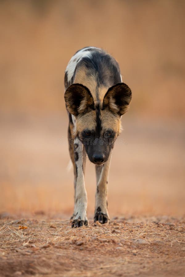 African Wild Dog Walks Over Sandy Ground Stock Image - Image of nature ...