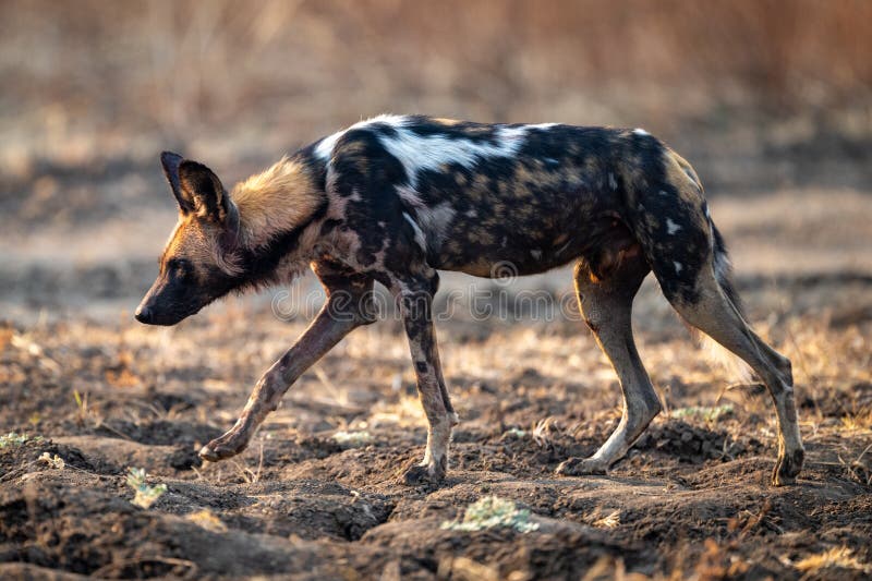African Wild Dog Walks Over Uneven Ground Stock Photo - Image of safari ...