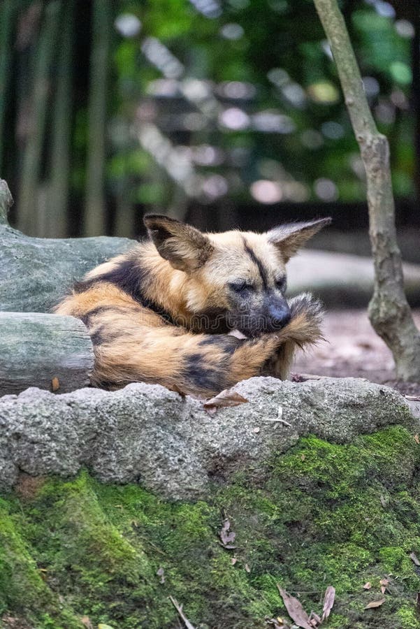 African Wild Dog in a Zoo in Singapore Stock Photo - Image of mammal ...