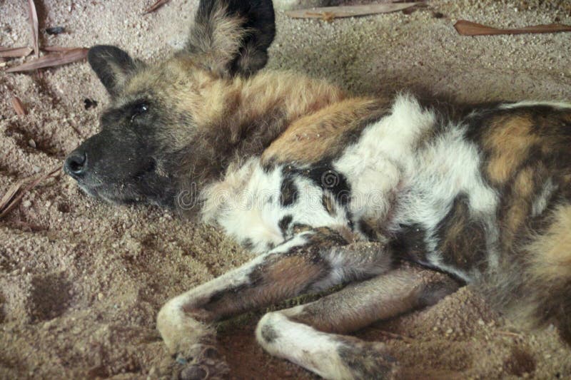 African Wild Dog in a Zoo (singapore) Stock Photo - Image of wolf ...