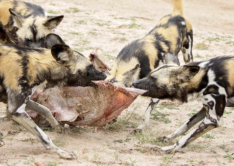 African wild dogs feeding stock photo. Image of botswana - 62382444