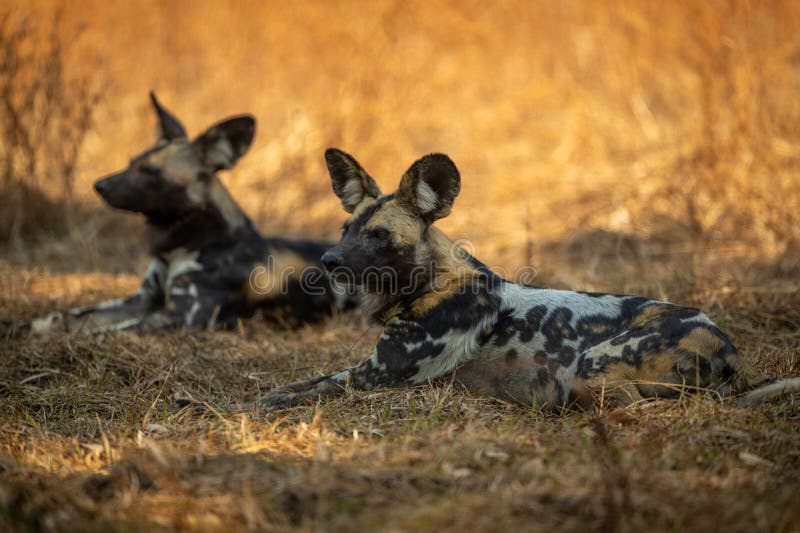 African Wild Dogs Lie on Short Grass Stock Photo - Image of seven ...