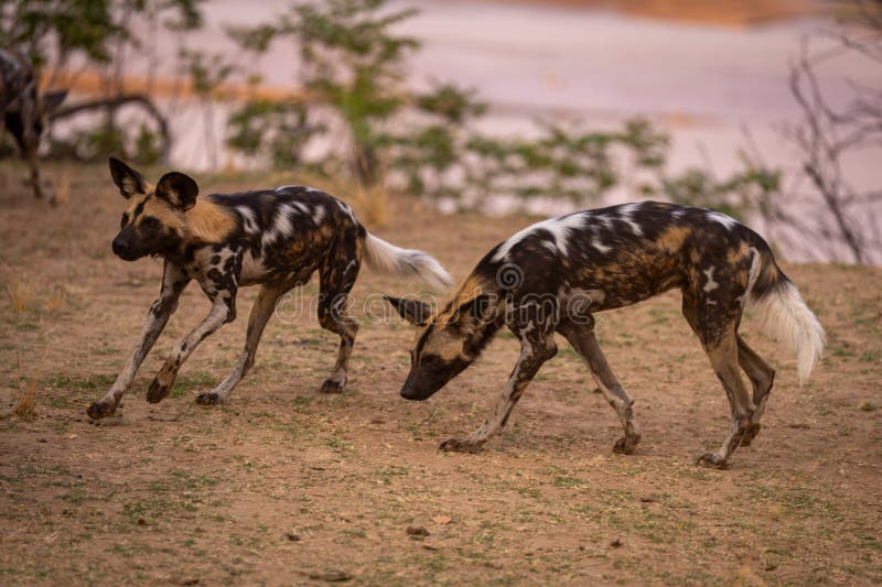 African Wild Dogs Run Around on Riverbank Stock Photo - Image of game ...