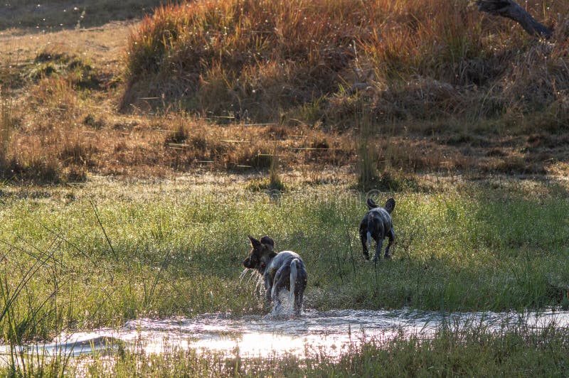 African Wild Dog Hunting in the Bush Stock Image - Image of prey, break ...