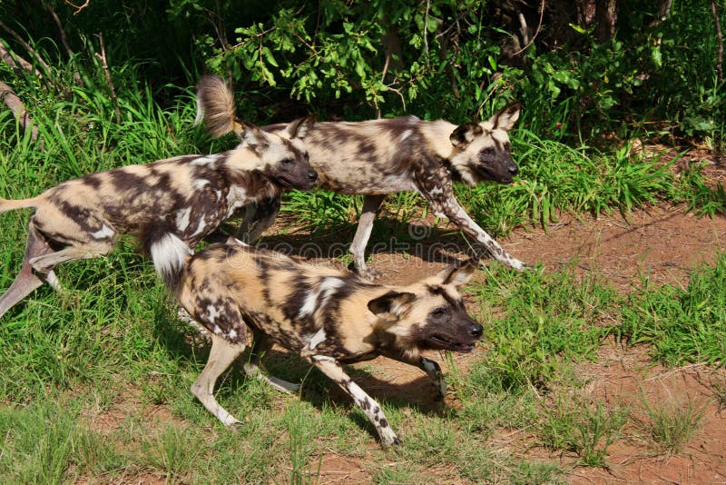 African wild dogs stock image. Image of lycaon, bush - 34606035